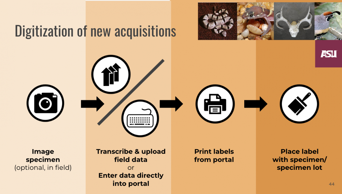 Digitization Workflows – Symbiota