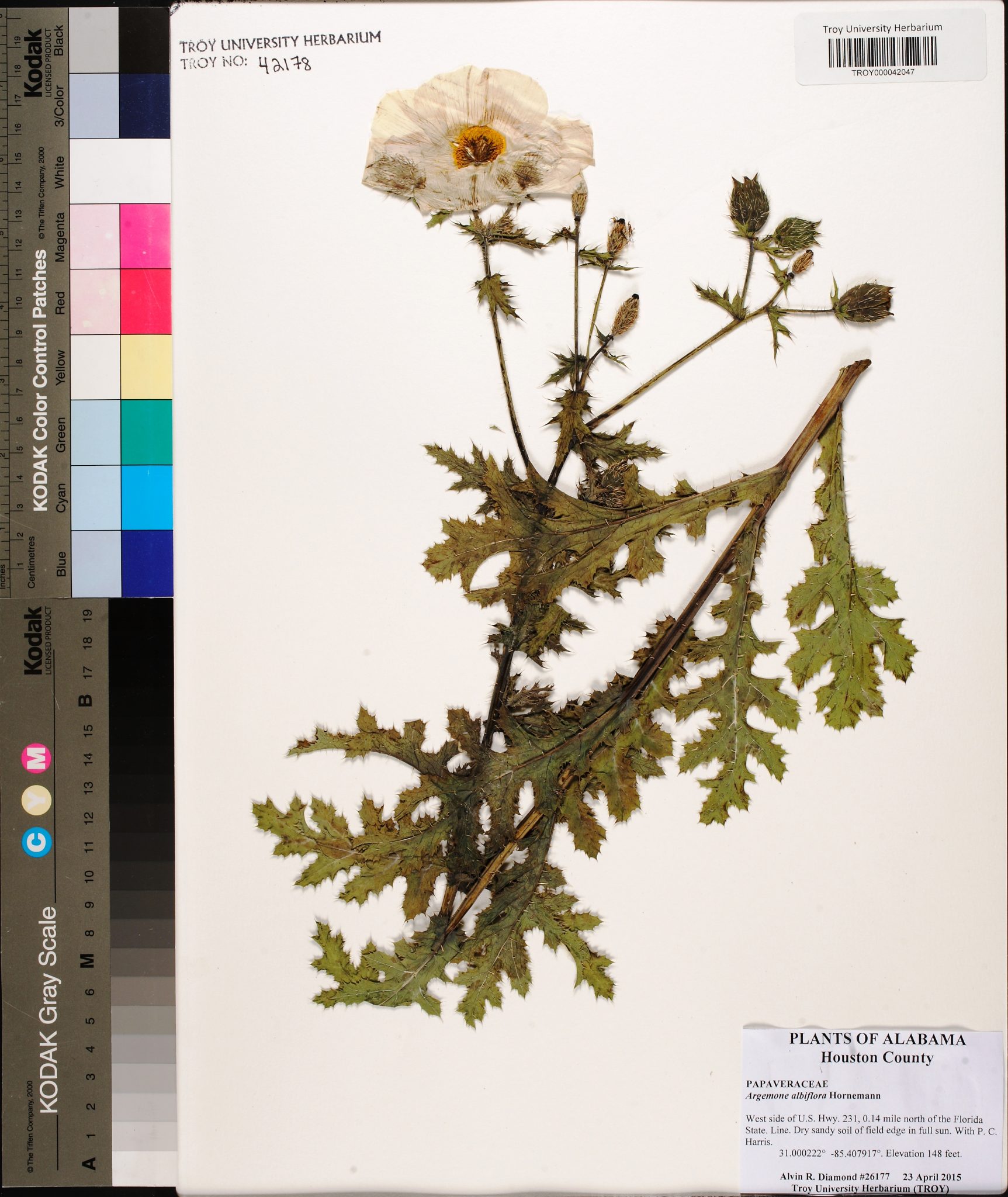 SERNEC Portal Campaign – Symbiota